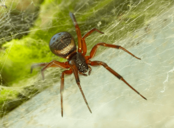 No, This Isn’t a Spider-Man Reboot—Scientists Just Made the World’s ...