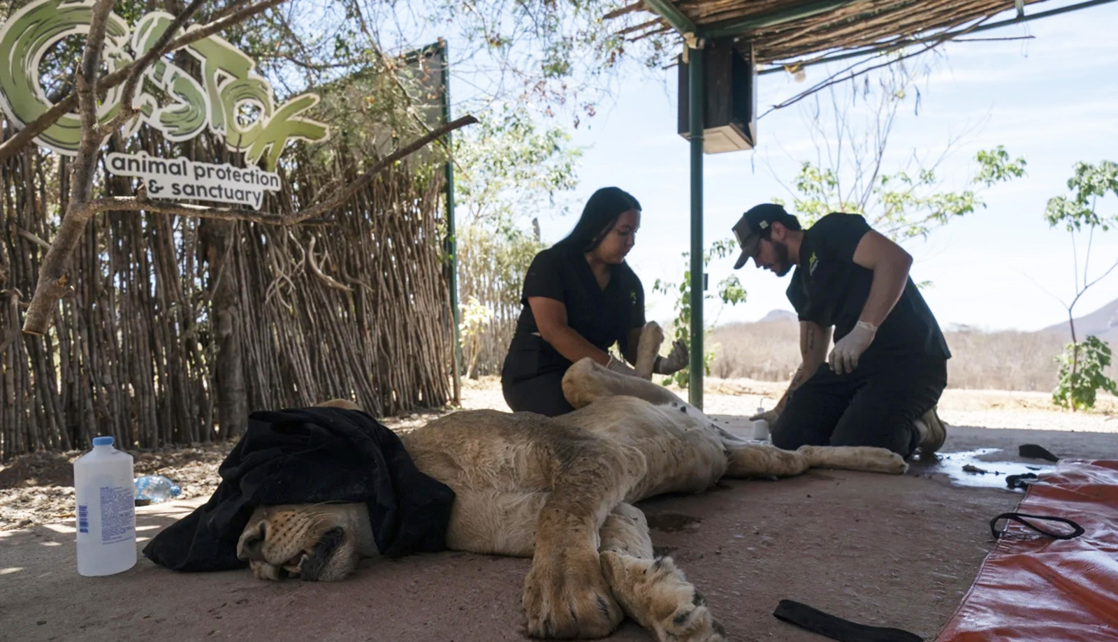Tigers and lions kept by drug lords as pets in dramatic rescue from ...