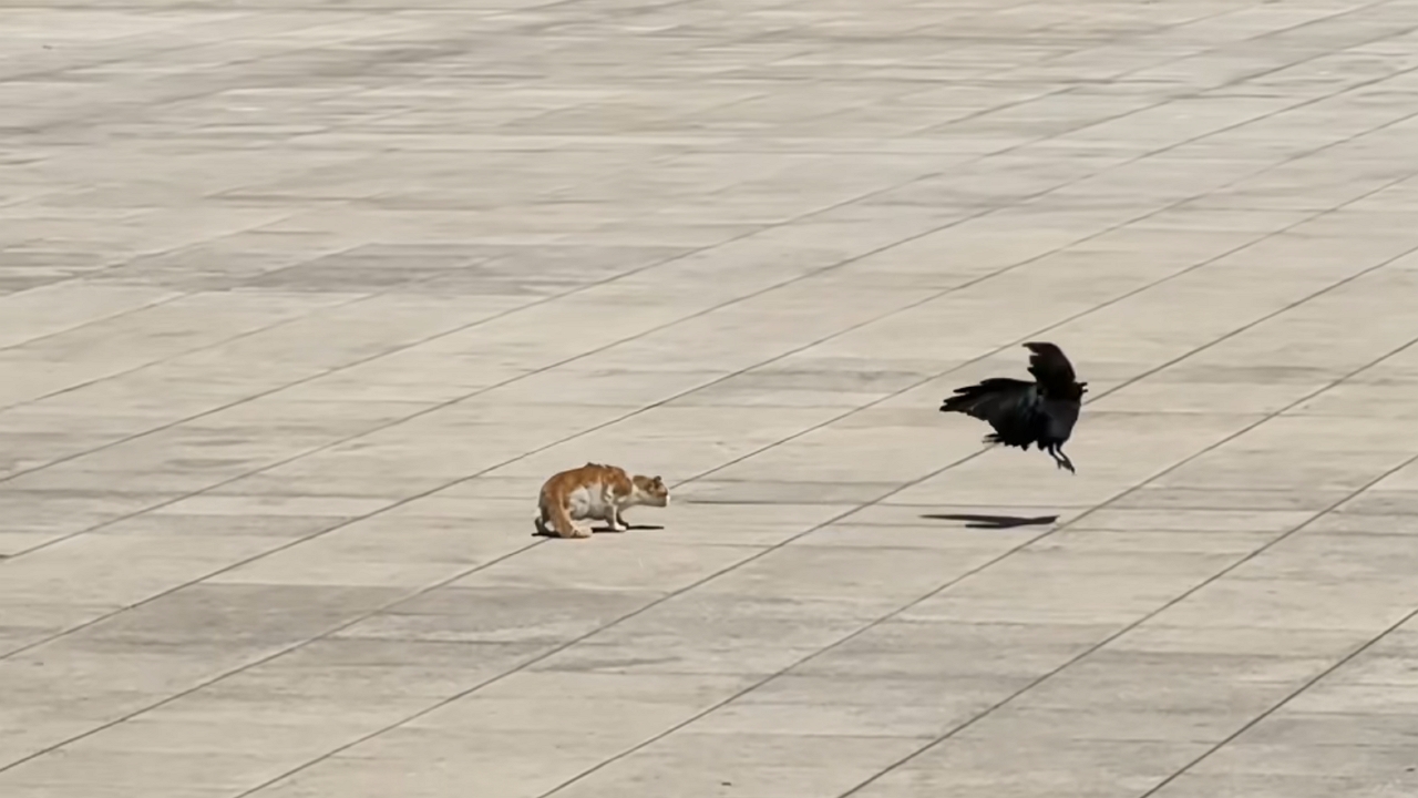 Crow persistently teases cat before finally flying away in Shandong, China