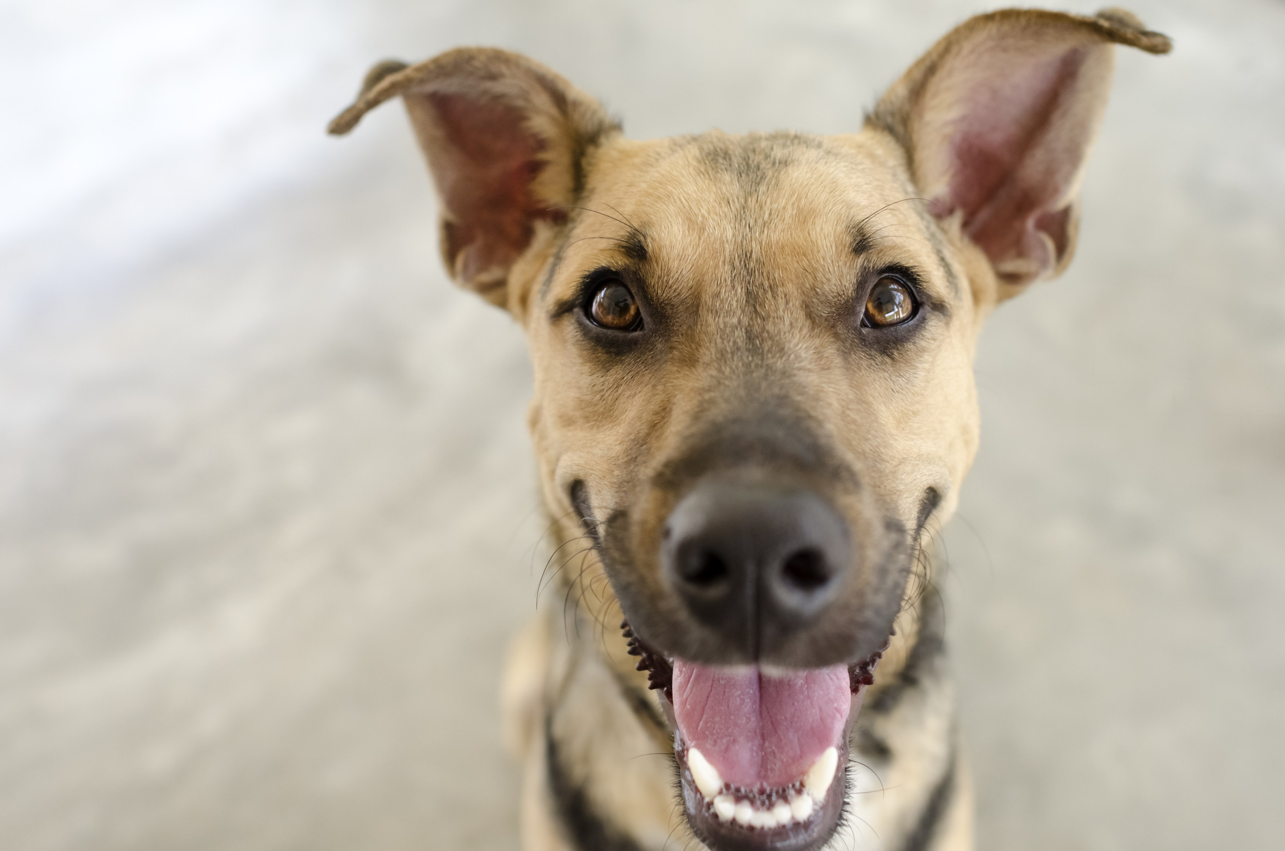 Vet shares 7 signs your dog is happy: "they smile"