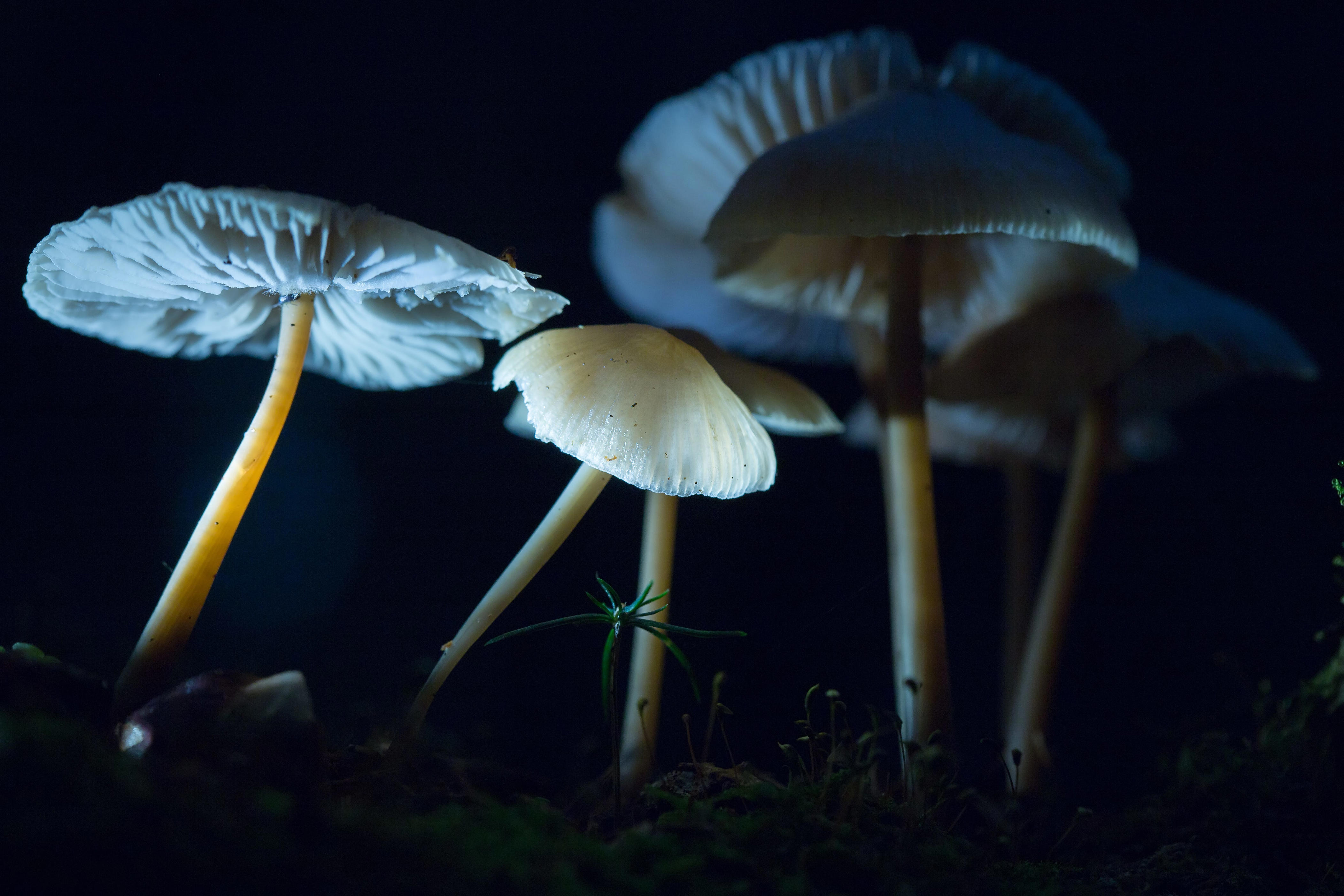 What is psilocybin? Bill on medical magic mushrooms considered in NJ
