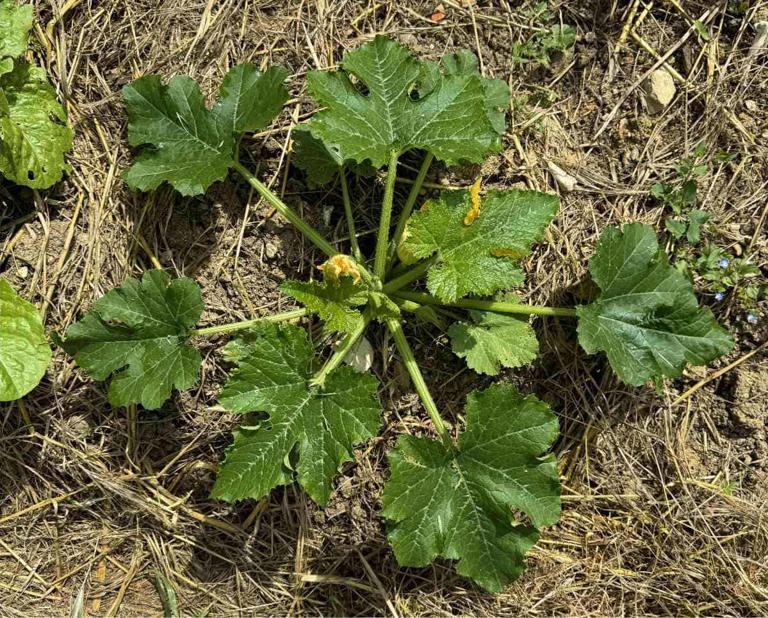 Trattamenti da fare nell’orto per prevenire le malattie