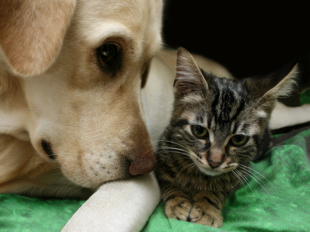 One-Eyed Cat Trying To Heal Blind Dog's Eyes Is the Sweetest Thing