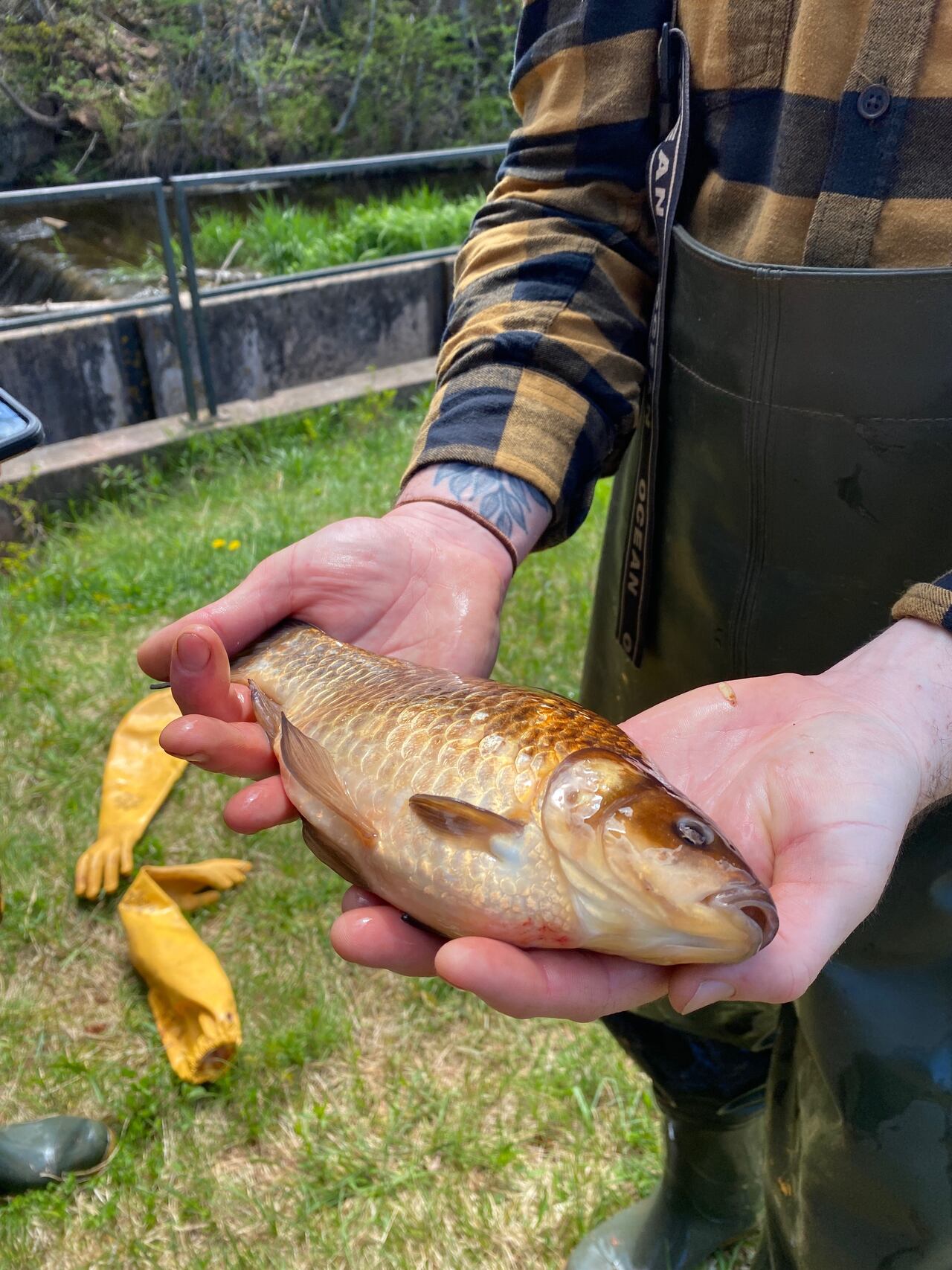 Sightings of invasive goldfish in P.E.I. pond spark worries they're ...