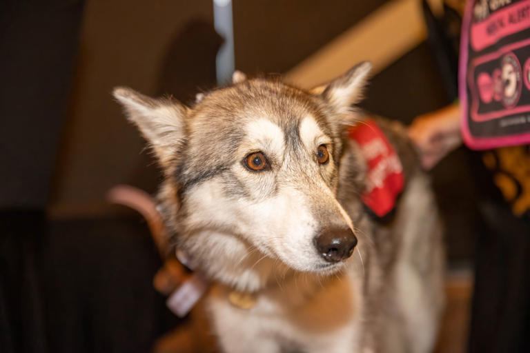 11 pictures from glitzy award ceremony celebrating annual Animal Star ...