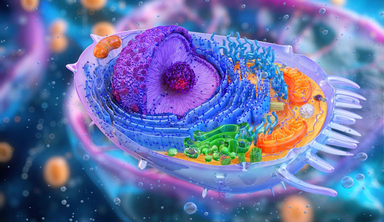 This Detailed Map of a Human Cell Could Help Us Understand How Cancer ...