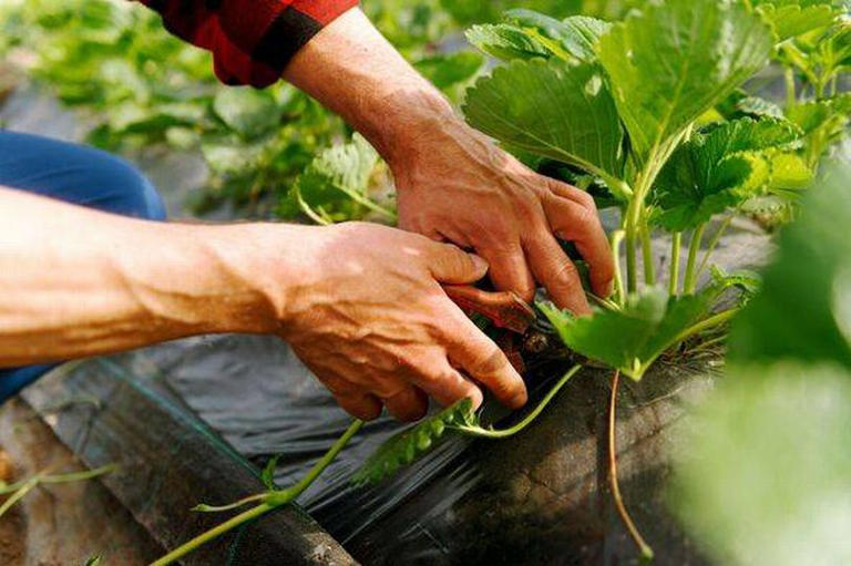 Strawberries will grow bigger and juicier with simple 5-minute step