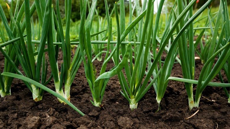 24 Companion Plants That Are The Perfect Pair For Onions In Your Garden