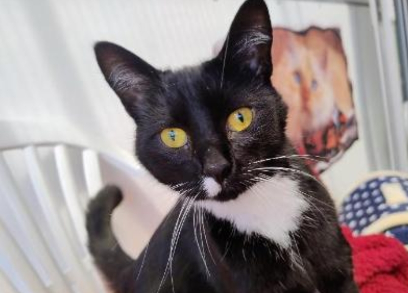 These 15 adorable cats and dogs at Merseyside RSPCA centres need ...