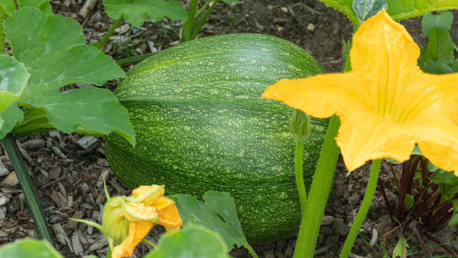 How to prune squash plants – an experienced grower explains why this 1 ...