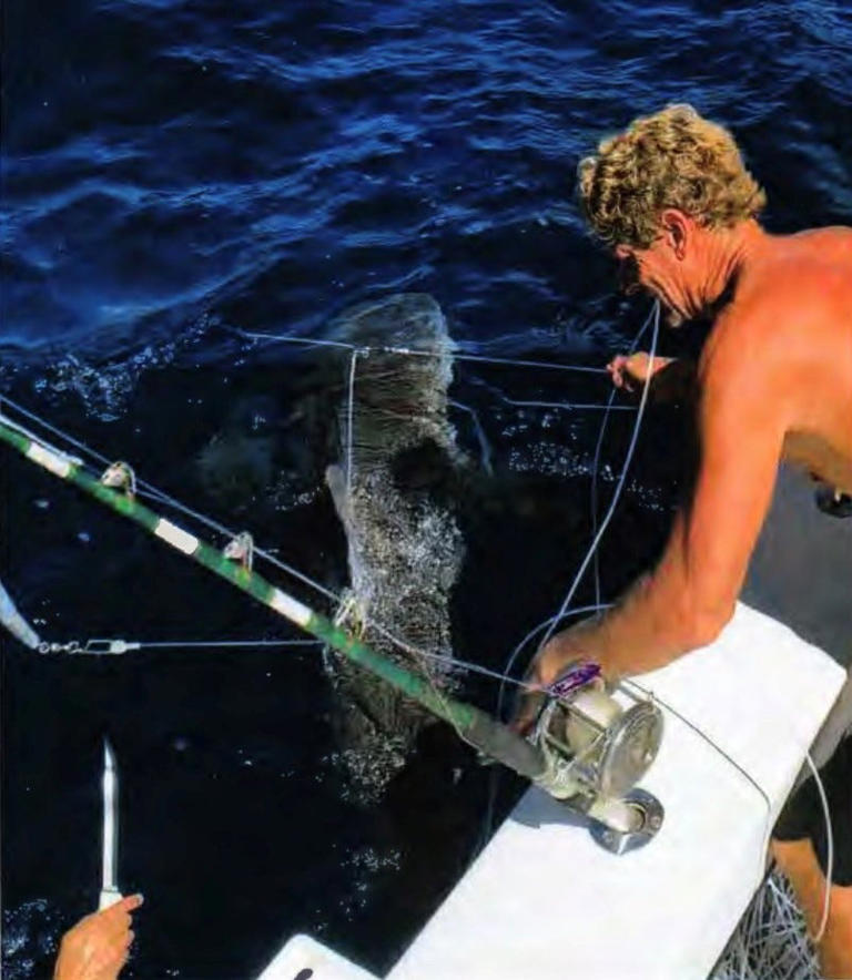 Trump pardons Jupiter shark divers who destroyed a fisherman's longline ...