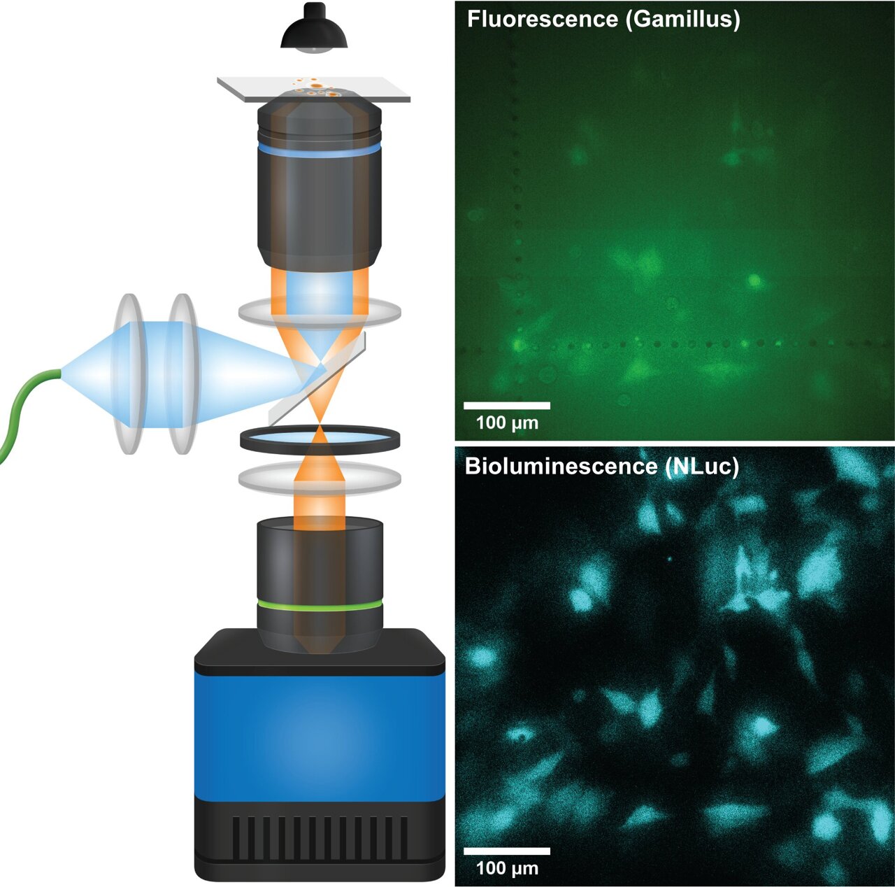 Quanta image sensors brings bioluminescent signals into sharper focus