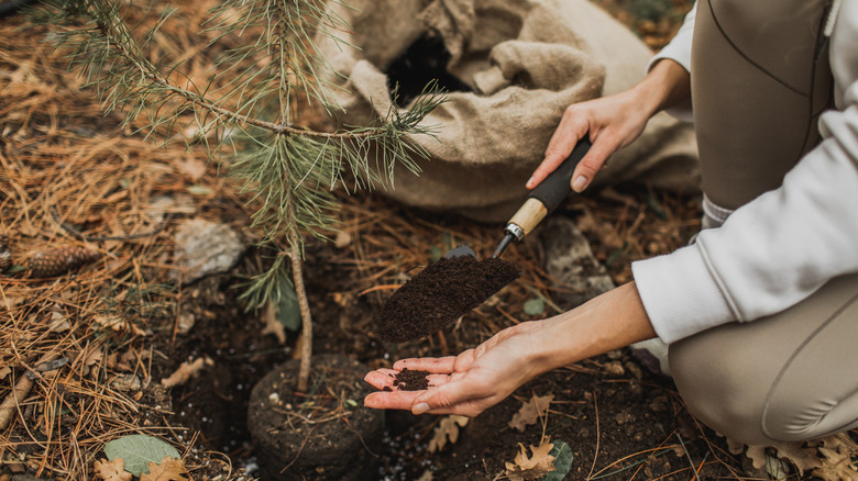 Planting A Tree? Be Careful About Using Compost