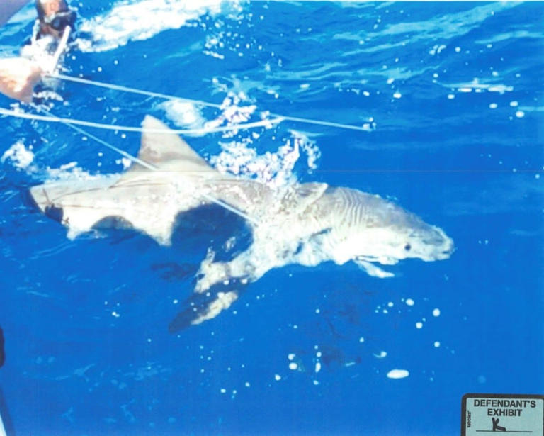 Trump pardons Jupiter shark divers who destroyed a fisherman's longline ...