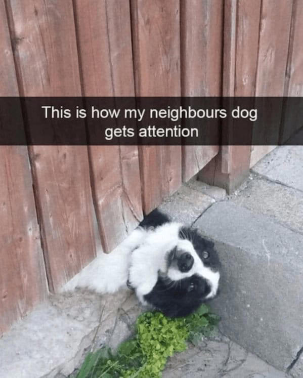 35 Funny Dog Memes That’ll Have You Howling With Laughter (May 29, 2025)