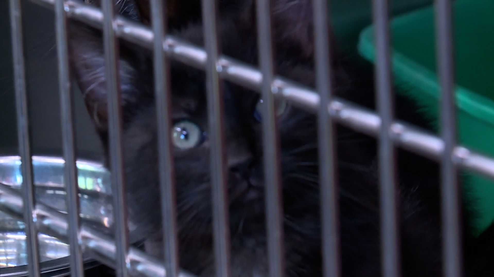 PALS no-kill cat shelter faces closure without funding support