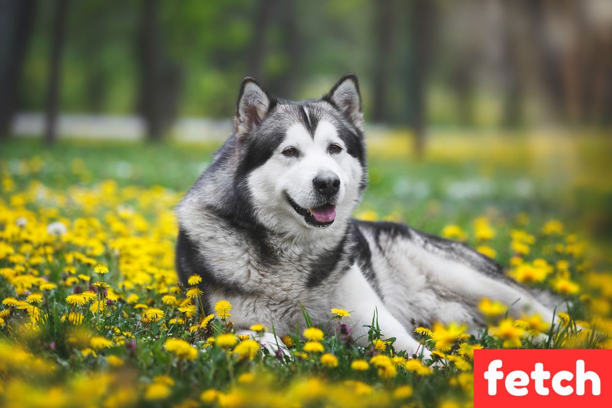 13 Dogs Bred in America, and Raised With the Nation