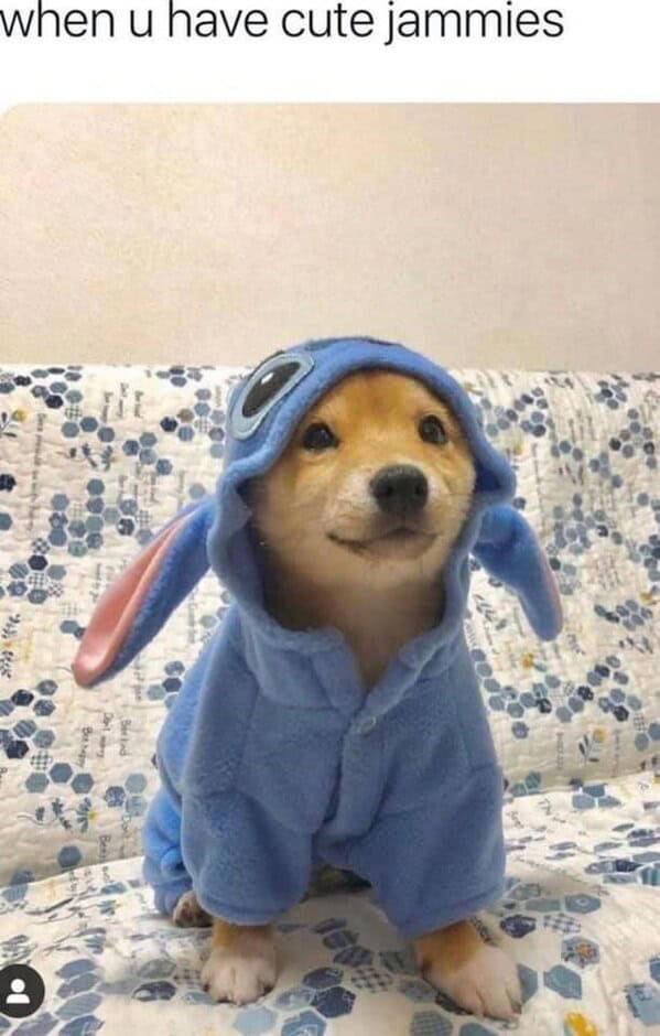 35 Funny Dog Memes That’ll Have You Howling With Laughter (May 29, 2025)