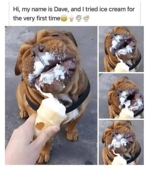 35 Funny Dog Memes That’ll Have You Howling With Laughter (May 29, 2025)