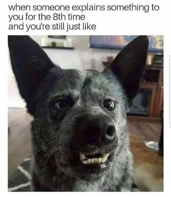 35 Funny Dog Memes That’ll Have You Howling With Laughter (May 29, 2025)