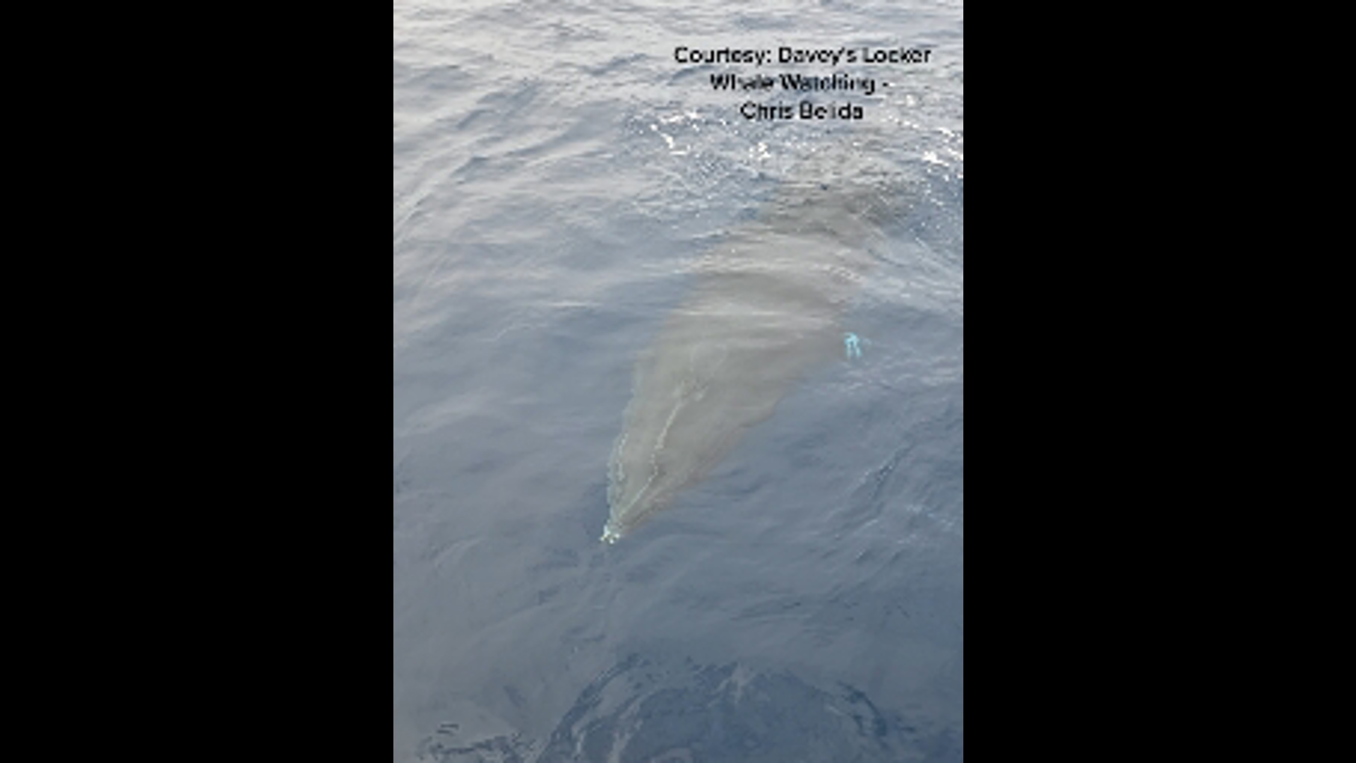 Minke whale 2