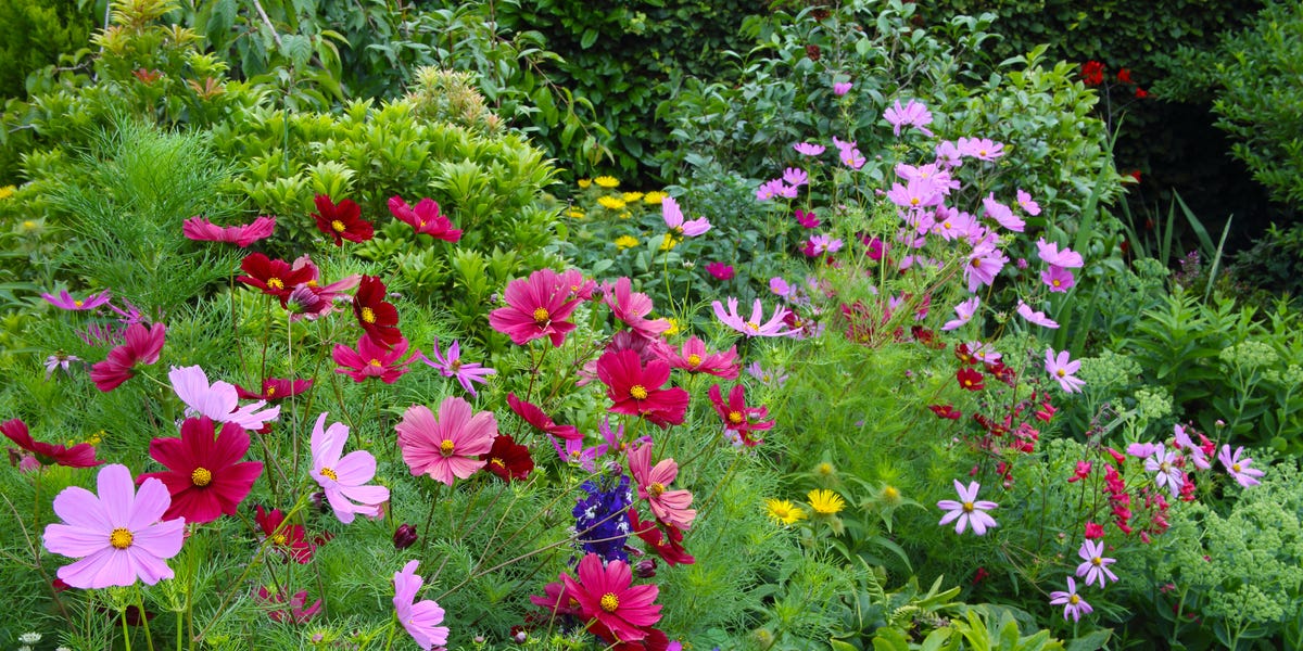 5 flowers it’s not too late to plant for summer blooms (and one you’ll ...