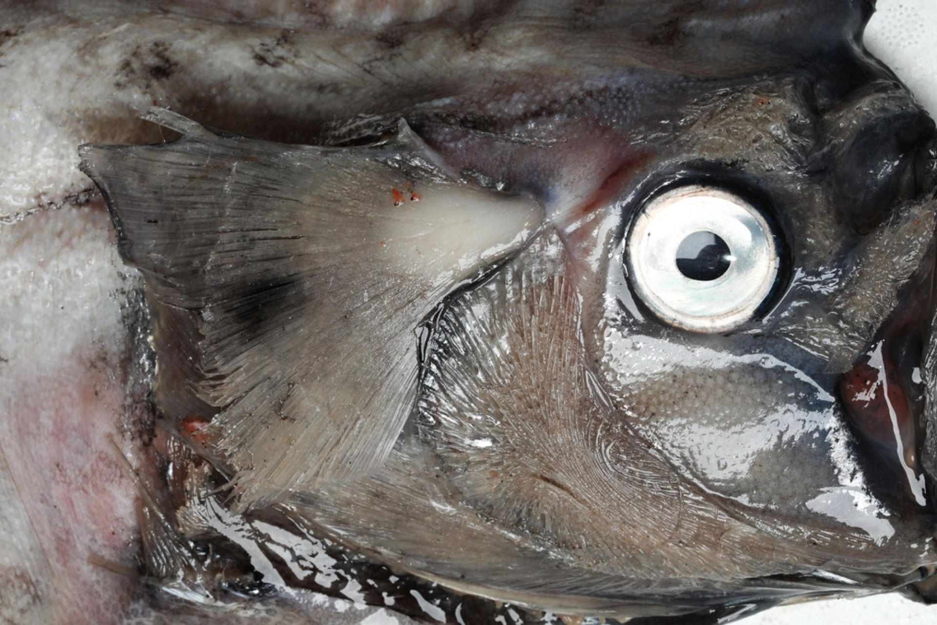 Legend says a fish sees disaster, now science is on it