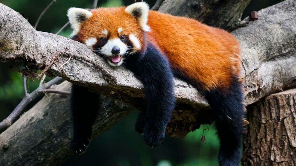 Maryland Zoo to welcome red pandas in major exhibit refurbishment plan ...