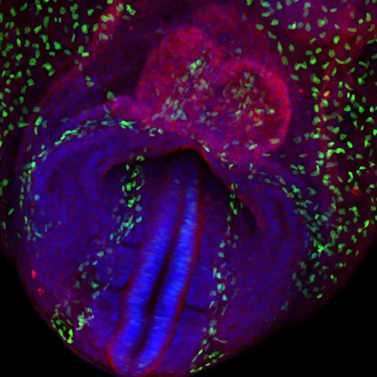 New findings reveal how the heart is organized from the earliest stages ...