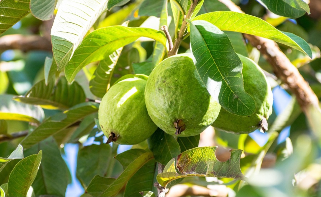 Árvores tropicais que exalam perfume e oferecem frutos saborosos