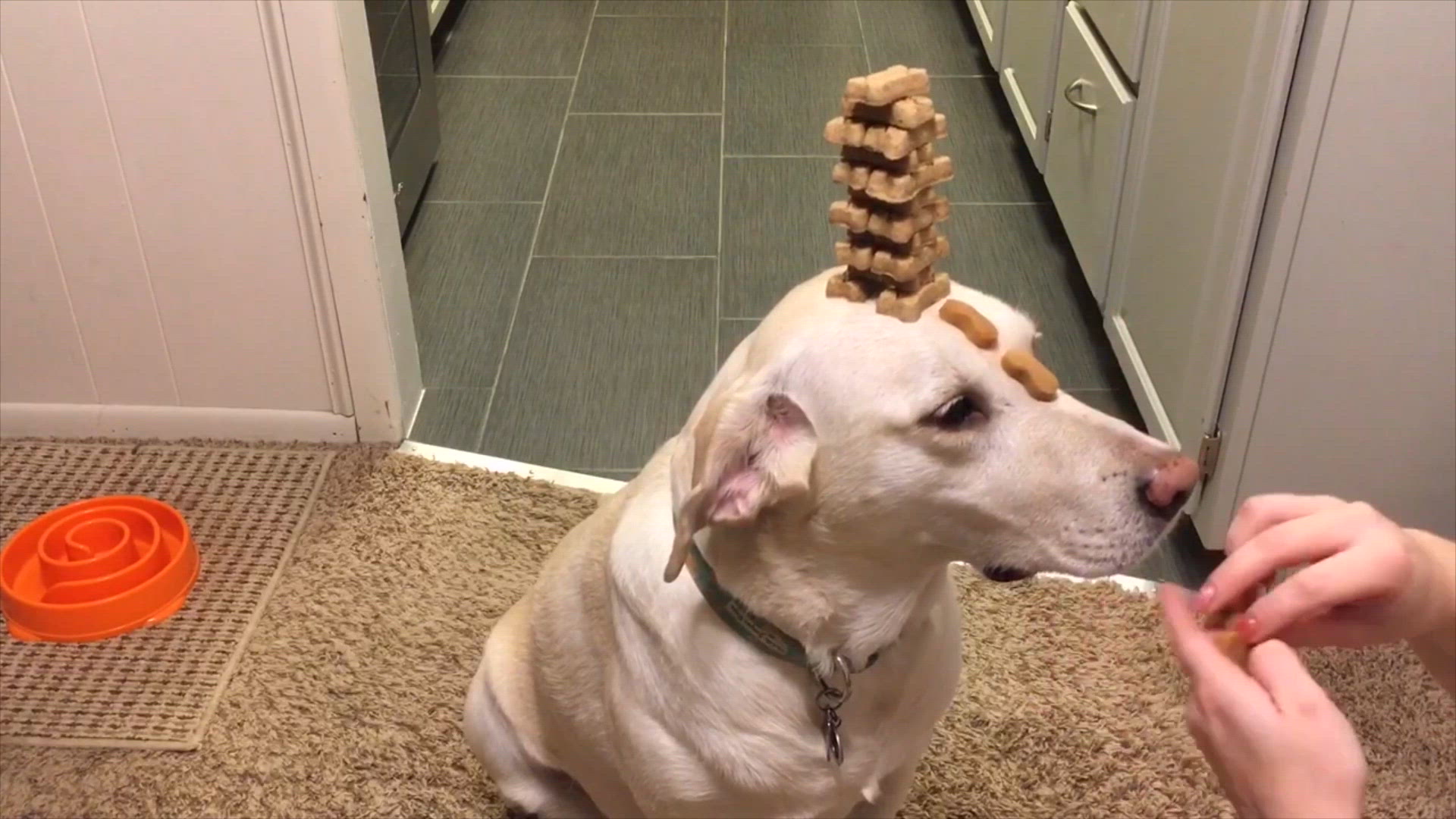 Goofiest Pet Moments