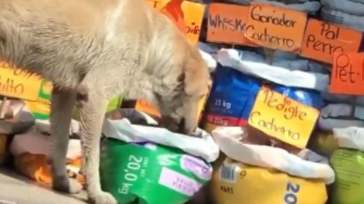 Dream Buffet Found: Stray Pup Feasts on Kibble from Various Bags ...