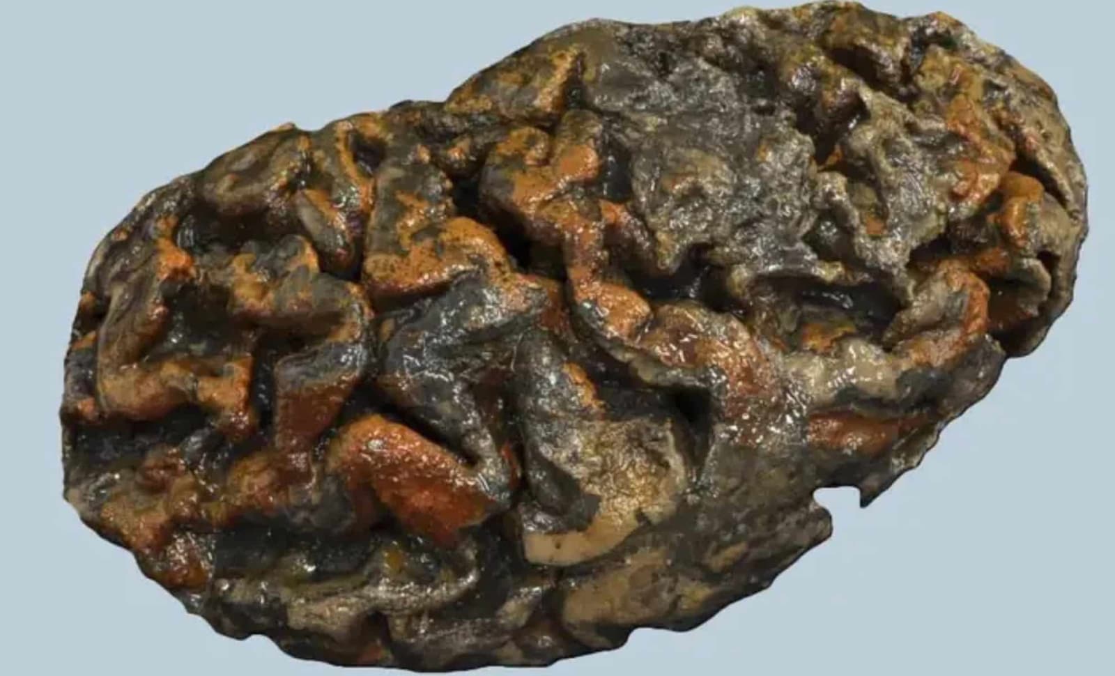 This Ancient Brain Structure Shouldn’t Exist — But It Does