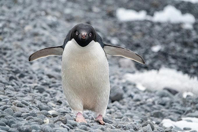 7 Penguin Facts That Were Hidden for a Century