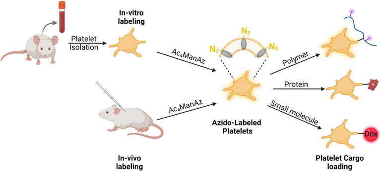 Metabolic labeling in platelets expands possibilities for targeted drug ...