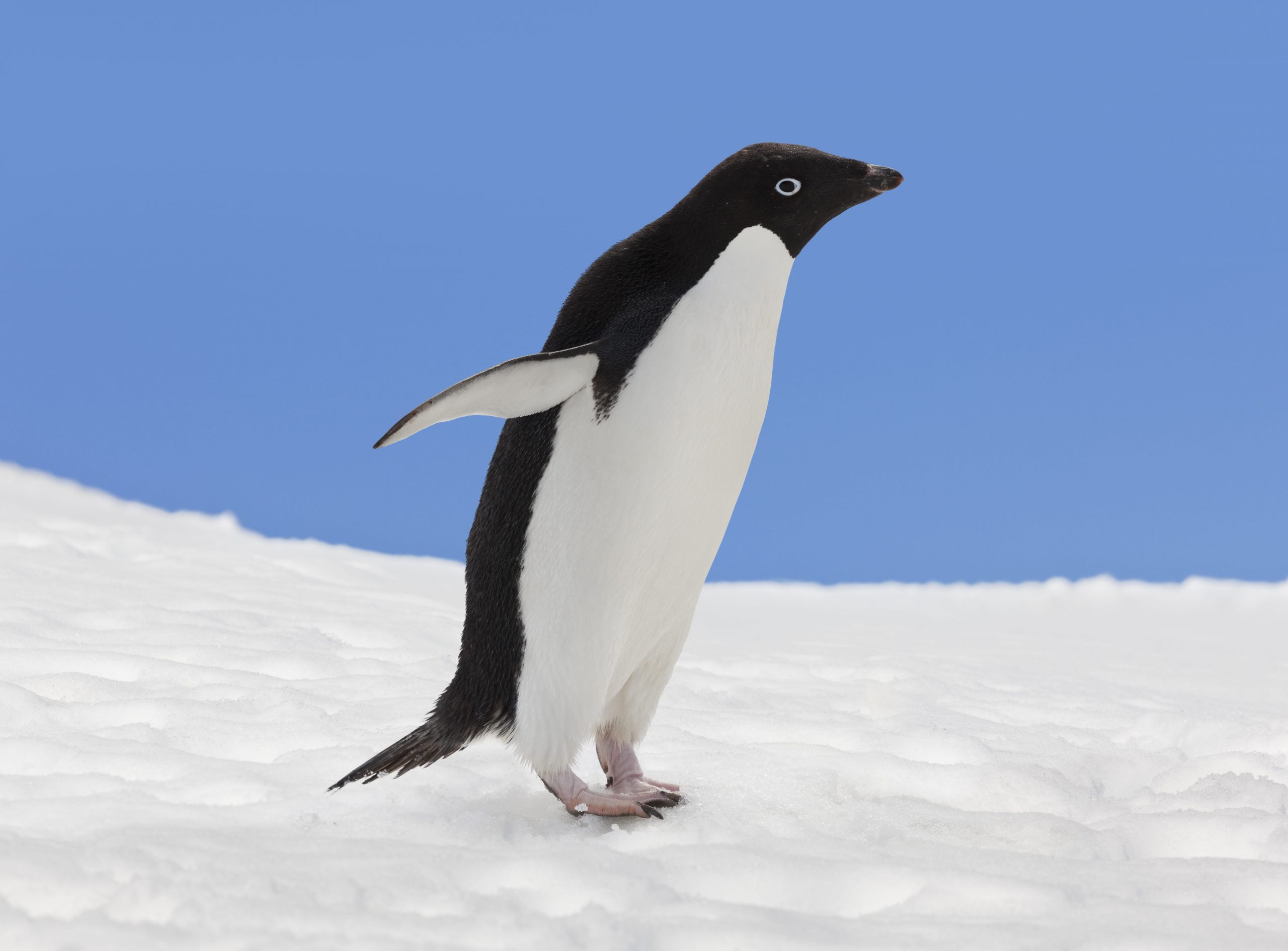 7 Penguin Facts That Were Hidden for a Century