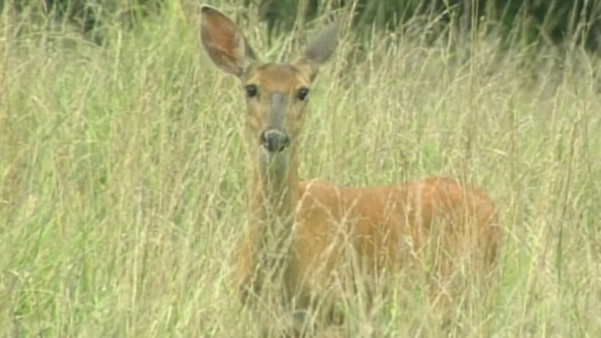 DATCP: Doe at Rock Co. farm tests positive for chronic wasting disease