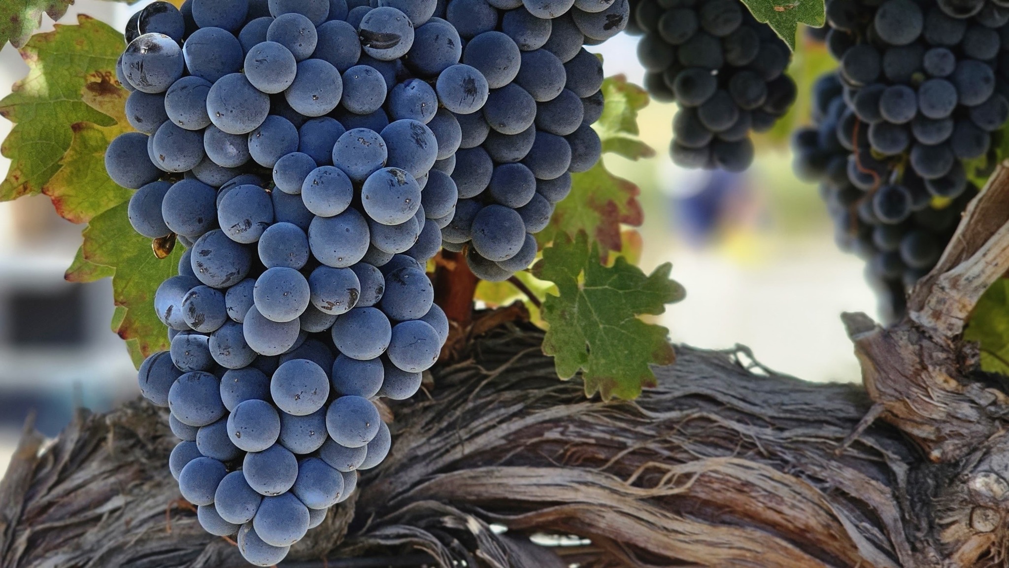 New Sama Cellars Wine Tasting Room Opening Soon