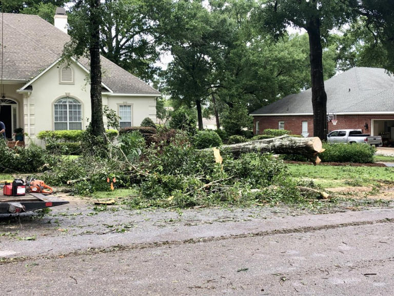 Fairhope and Daphne hit by 80 mph winds as surprise storm downs trees ...