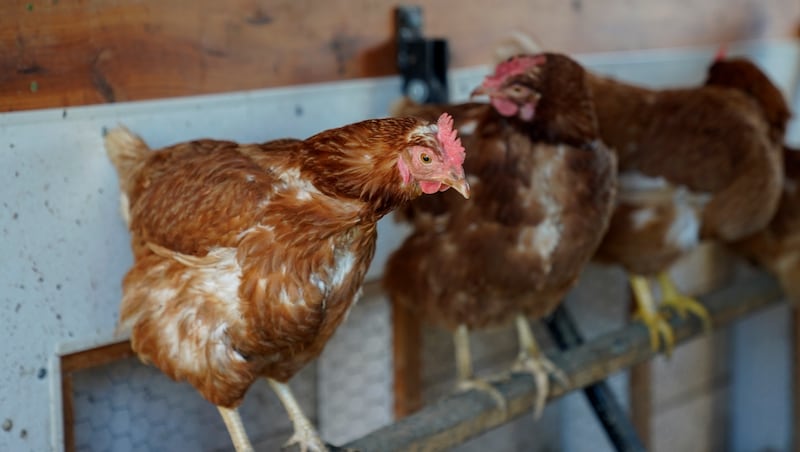 HHS cancels contract with Moderna to develop bird flu vaccine