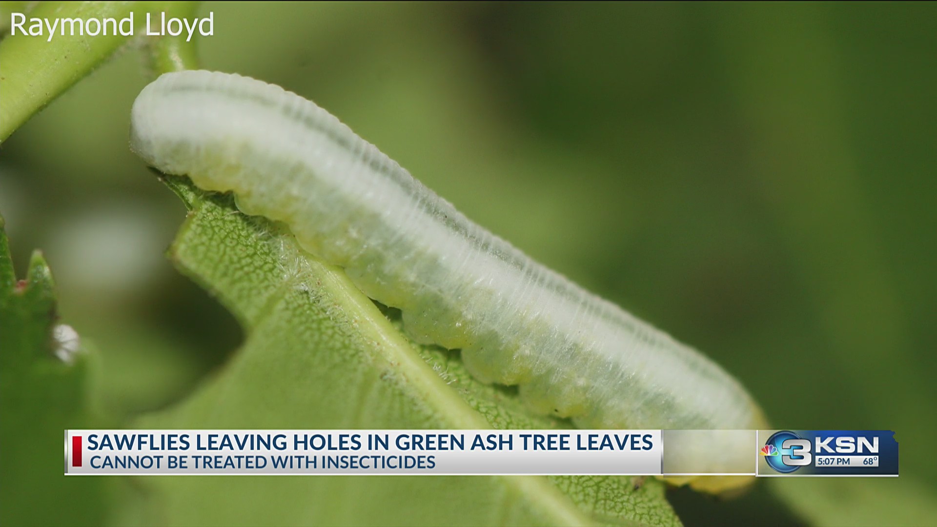 Kansas ash trees under attack from returning pest