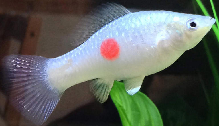 What is Skinny Disease in Pet Fish?