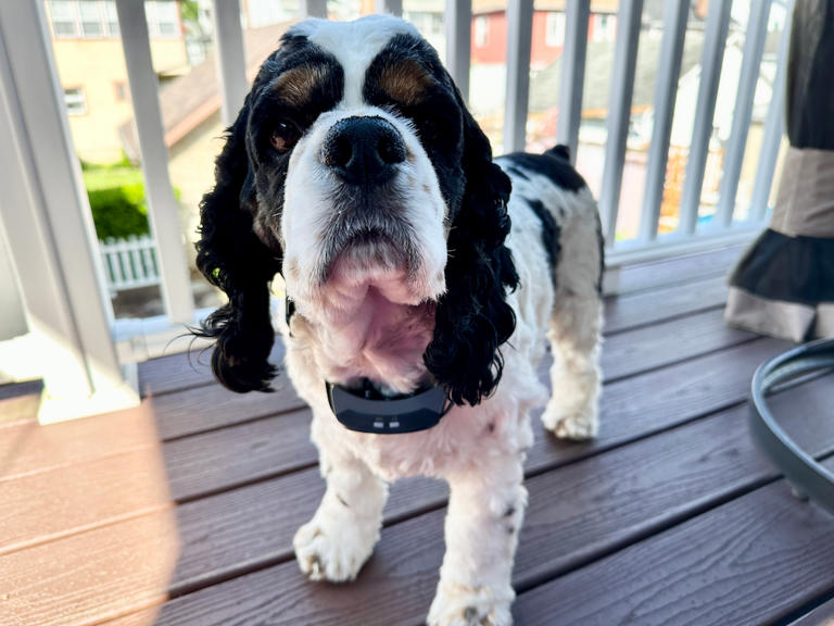 How to Prevent a Lost Dog: Expert Tips, Wireless Fences, and More