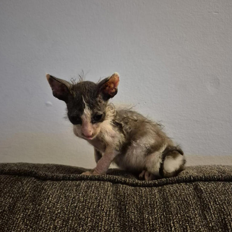 'Crusty Little Gremlin’ Hopes To Score Forever Home Despite Unique ...