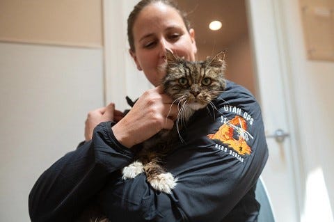 Cat who survived 380-foot Bryce Canyon fall adopted by her rescue pilot