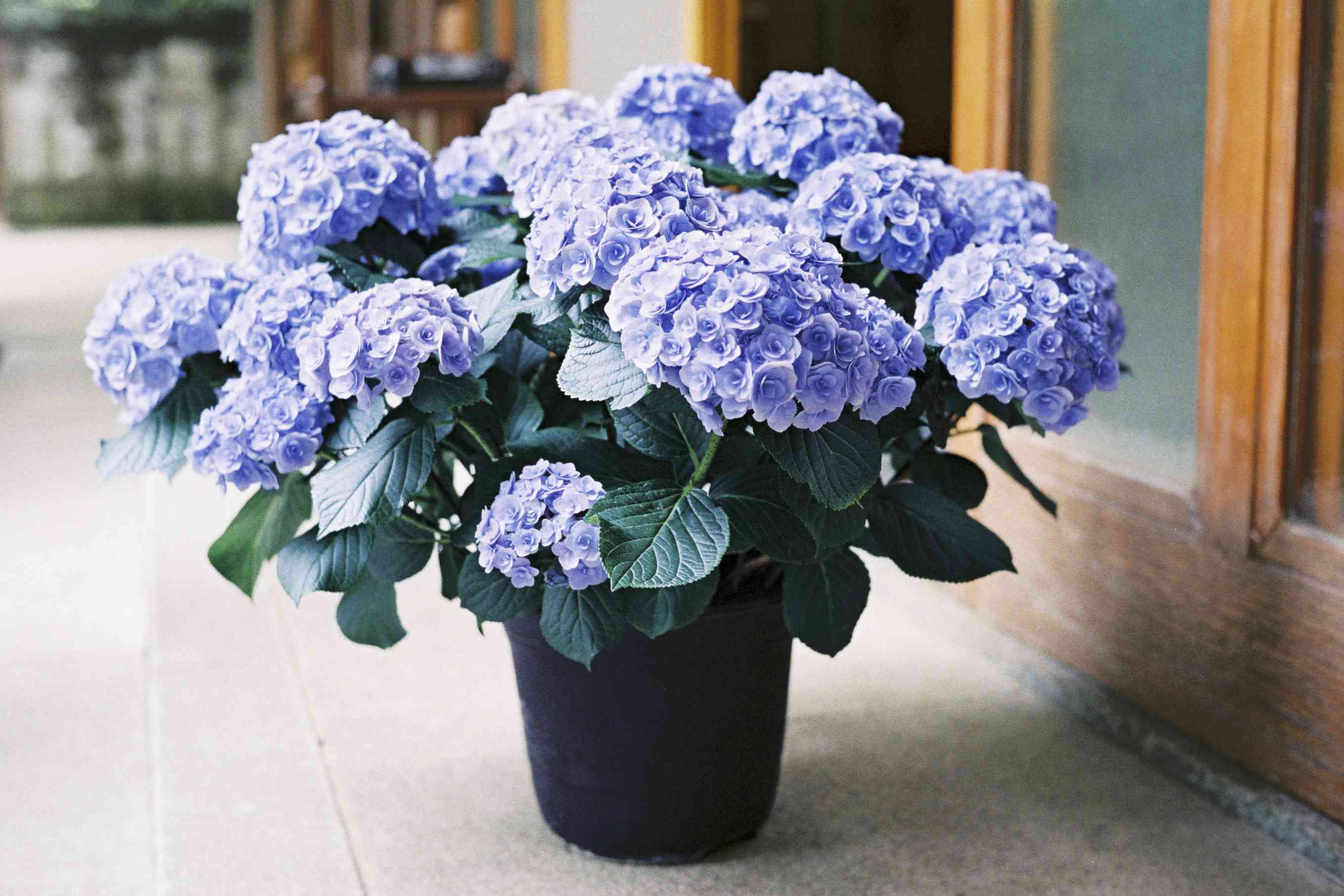 Now’s the Time to Plant Potted Hydrangeas—Here’s How to Get It Right ...