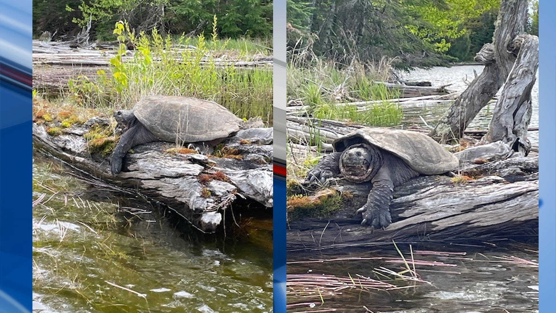 ‘Is that real?’ Massive turtle photographed near Mercer