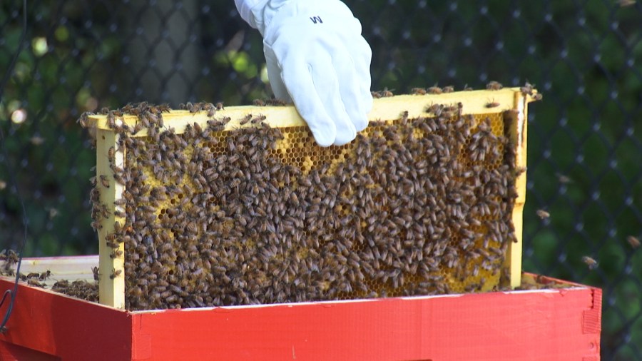 What’s the buzz? USI professor brings beekeeping passion to campus