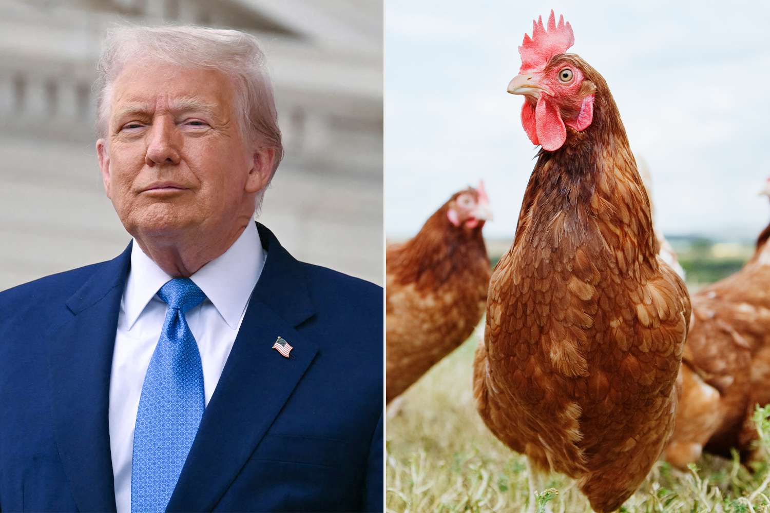 Trump Administration Cancels $600 Million Contract to Develop Bird Flu ...