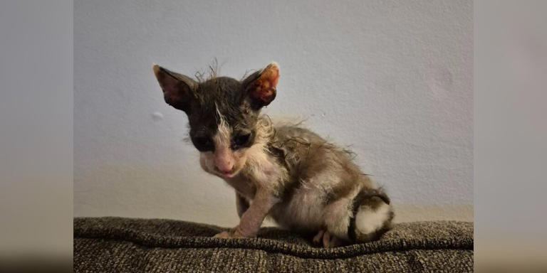 'Crusty Little Gremlin’ Hopes To Score Forever Home Despite Unique ...